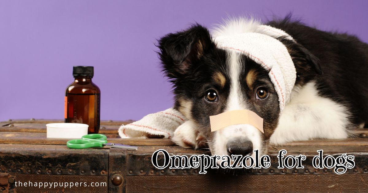 Omeprazole for Dogs 2026 Guide - The Happy Puppers