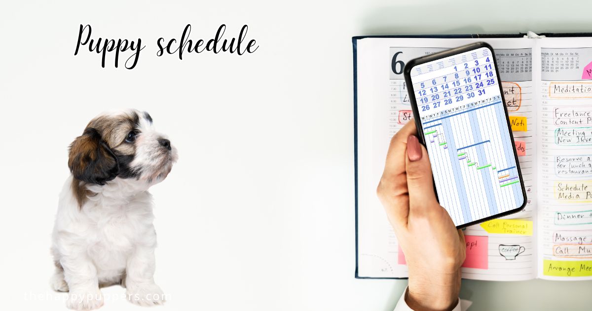 Puppy schedule: a guide for dog guardians - The Happy Puppers