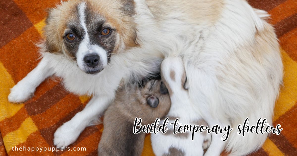 Stray dogs: how can you make a difference? - The Happy Puppers