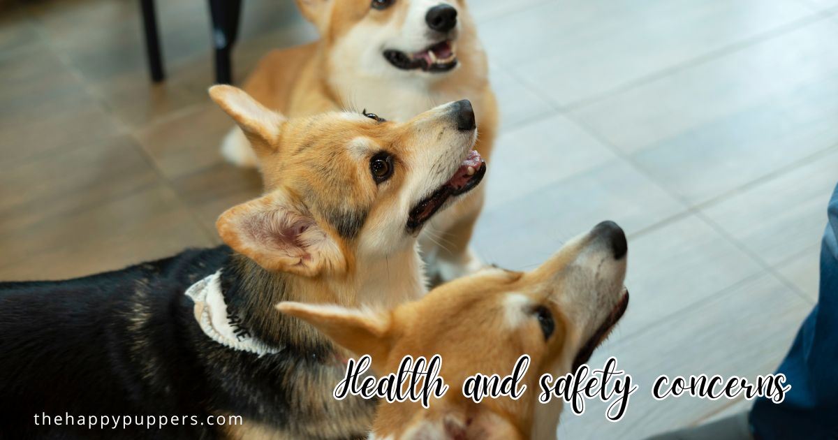 Dog Sitting: Understanding the Dog's Needs - The Happy Puppers