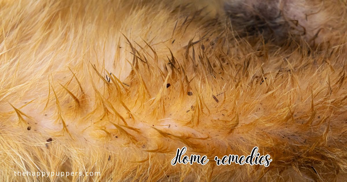 Flea dirt in dogs: complete guide 2025 - The Happy Puppers