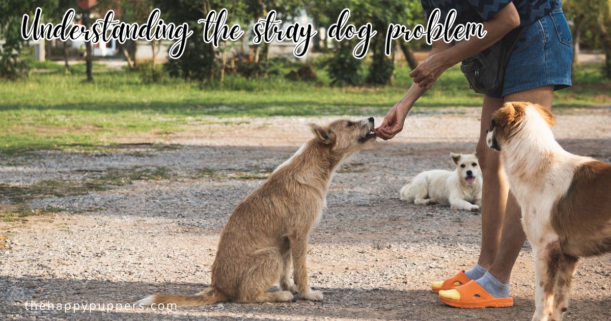 Stray dogs: how can you make a difference? - The Happy Puppers