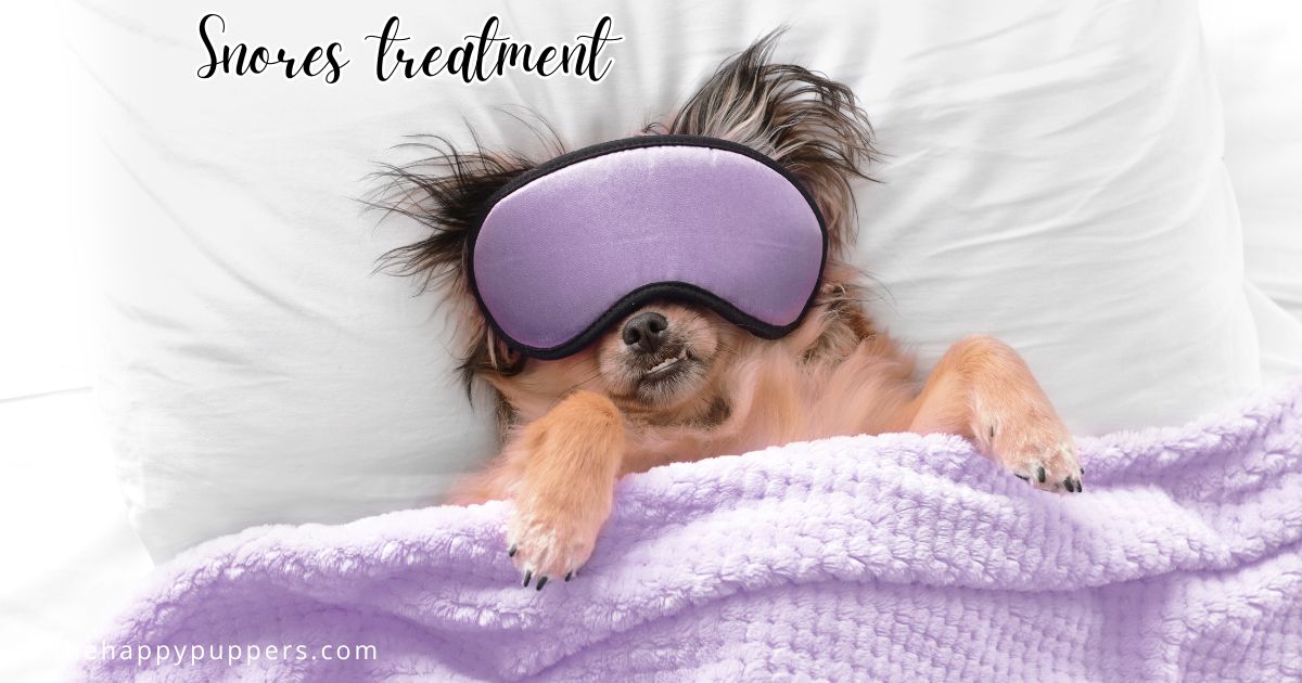 Dog snores: a complete guide - The Happy Puppers