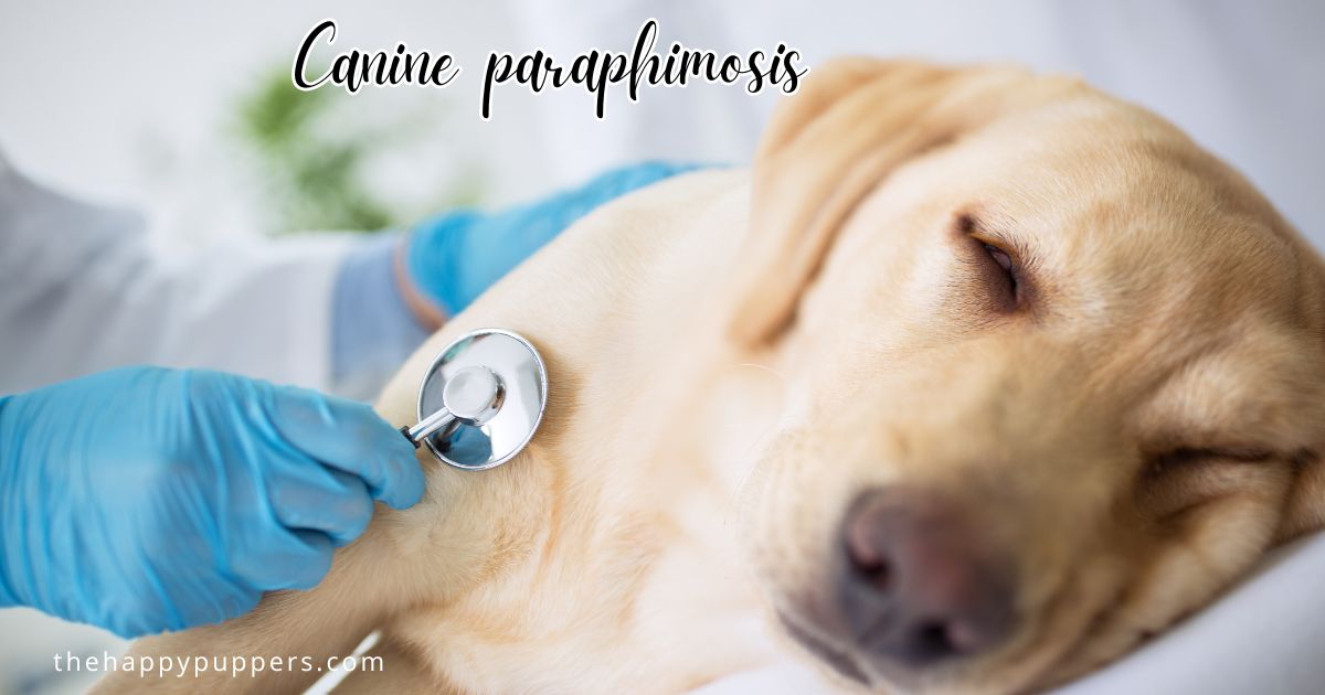 Canine paraphimosis: Grooming options - The Happy Puppers