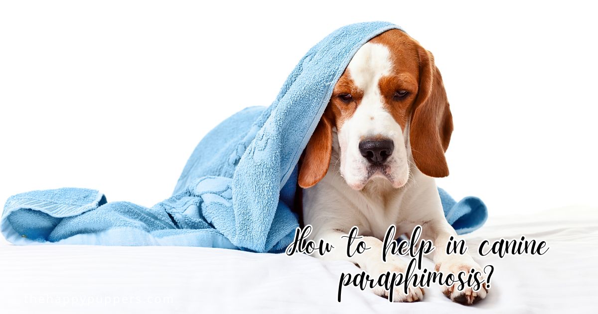 Canine paraphimosis: Grooming options - The Happy Puppers