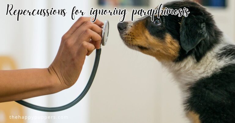 Paraphimosis in Dogs: A complete guide - The Happy Puppers