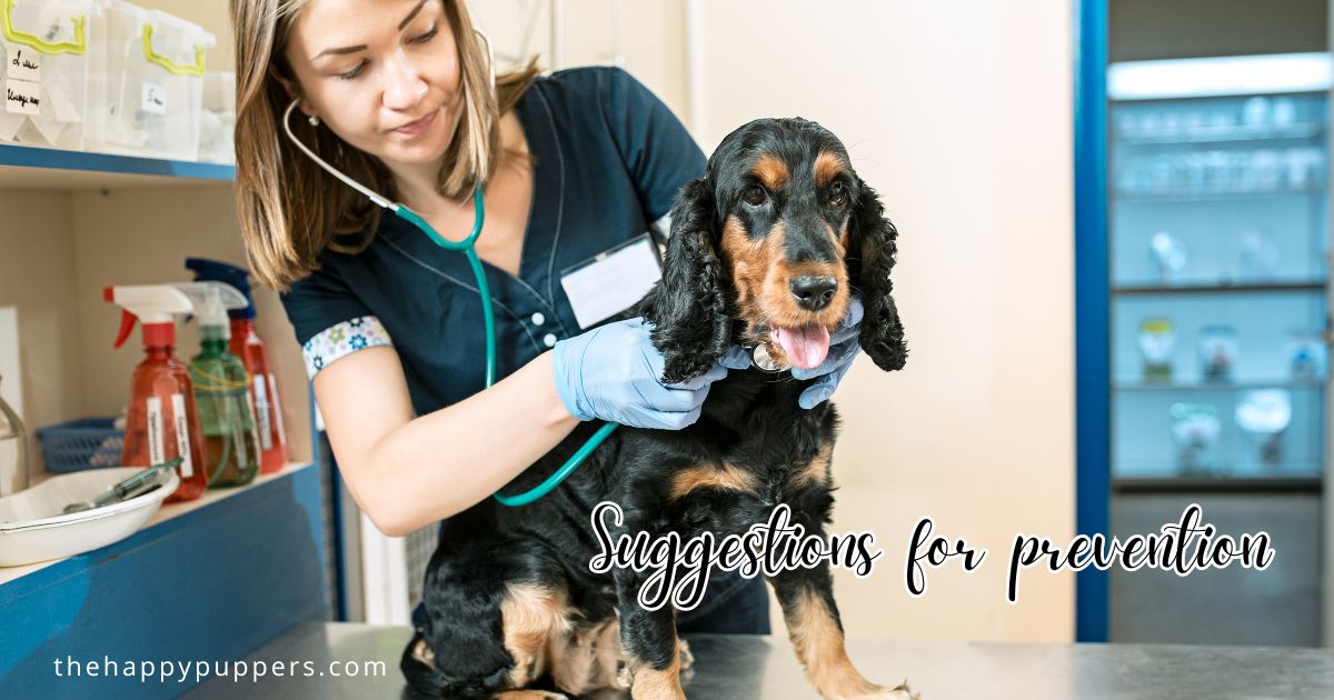 Paraphimosis in Dogs: A complete guide - The Happy Puppers
