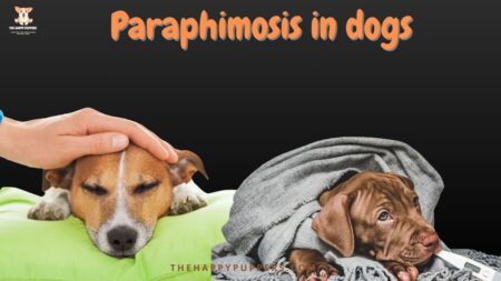 Paraphimosis in Dogs: A complete guide - The Happy Puppers