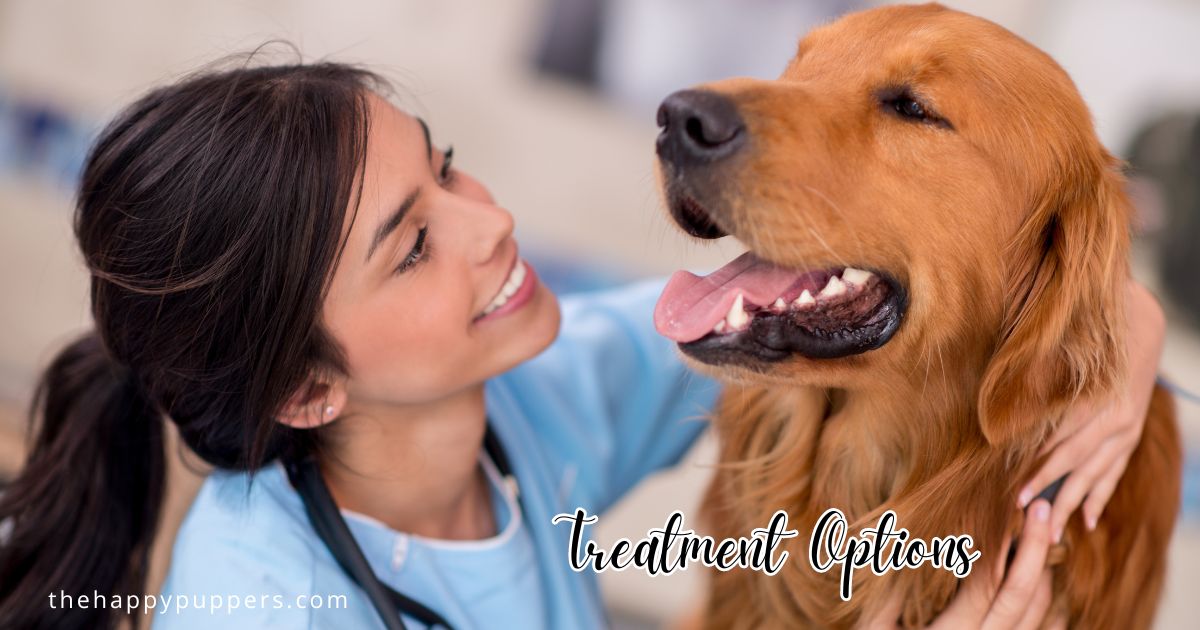Paraphimosis in Dogs: A complete guide - The Happy Puppers
