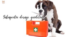 Gabapentin dosage for dogs: a complete guide - The Happy Puppers