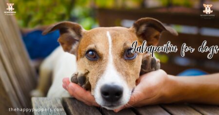 Gabapentin dosage for dogs: a complete guide - The Happy Puppers