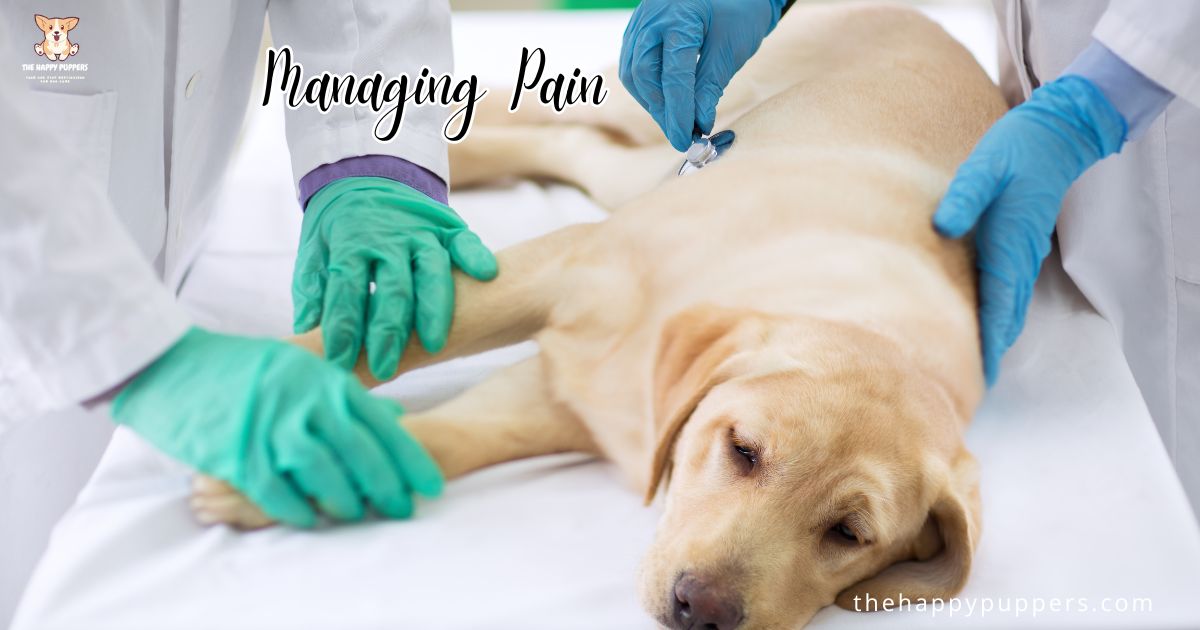 Gabapentin dosage for dogs: a complete guide - The Happy Puppers