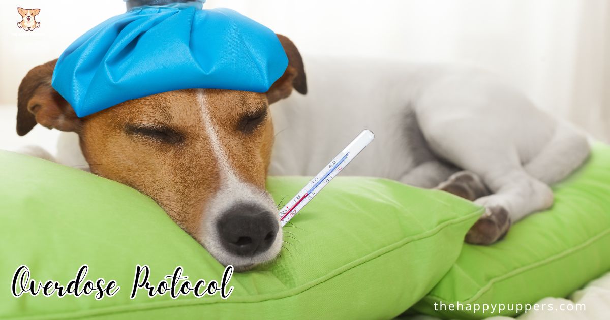 Gabapentin dosage for dogs: a complete guide - The Happy Puppers