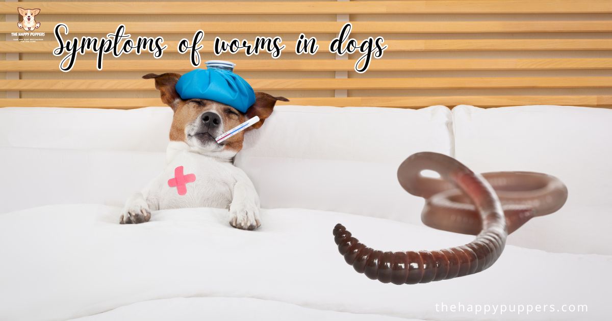 Worms in Dogs: Signs and Treatment - The Happy Puppers