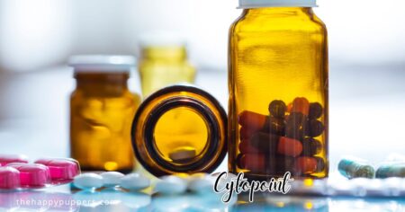 Side Effects Of Cytopoint: What You Need To Know - The Happy Puppers