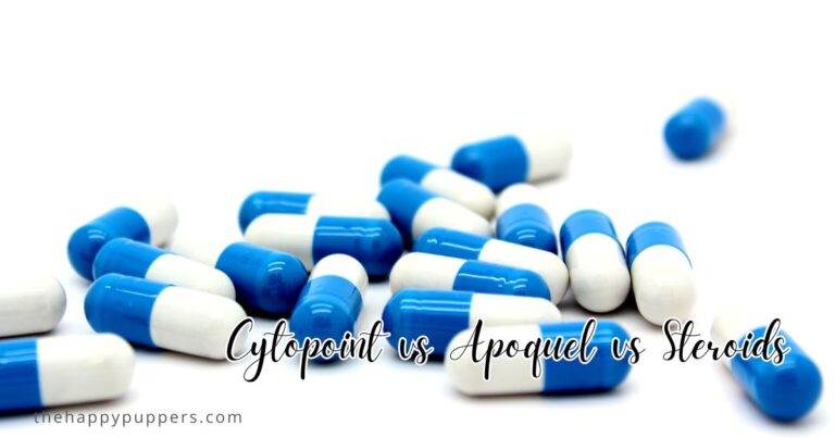 Side Effects Of Cytopoint: What You Need To Know - The Happy Puppers