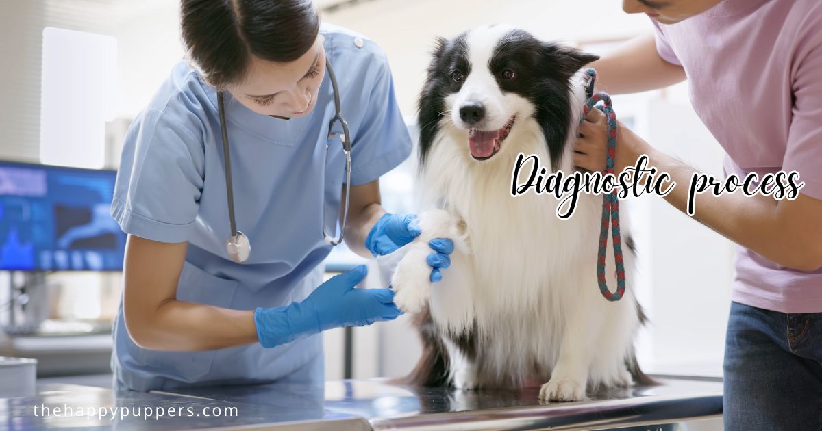 Bloody stool in dogs: A complete guide - The Happy Puppers
