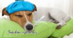 Side Effects Of Cytopoint: What You Need To Know - The Happy Puppers
