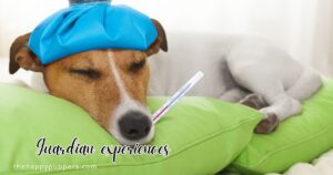 Side Effects Of Cytopoint: What You Need To Know - The Happy Puppers