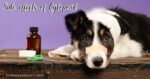 Side Effects Of Cytopoint: What You Need To Know - The Happy Puppers