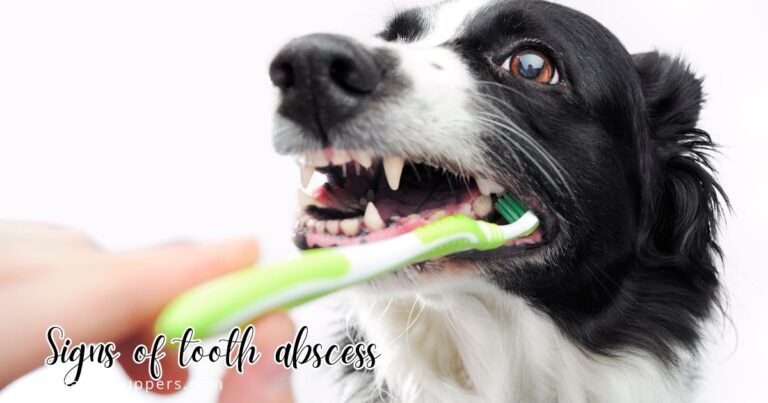 Tooth Abscess In dogs - The Happy Puppers