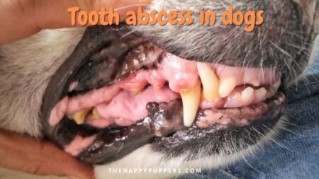 Tooth Abscess In dogs - The Happy Puppers