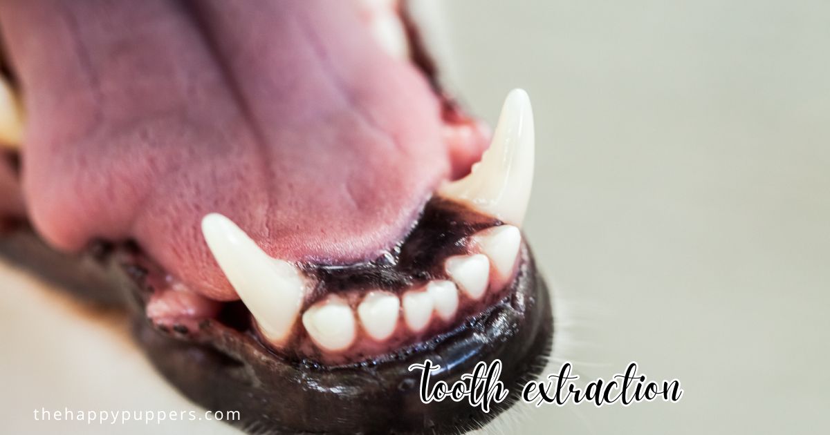 Tooth Abscess In dogs - The Happy Puppers