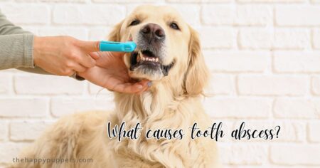 Tooth Abscess In dogs - The Happy Puppers