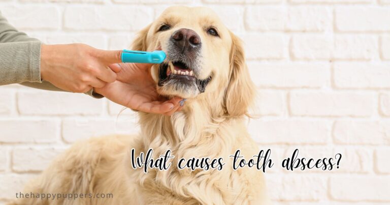 Tooth Abscess In dogs - The Happy Puppers