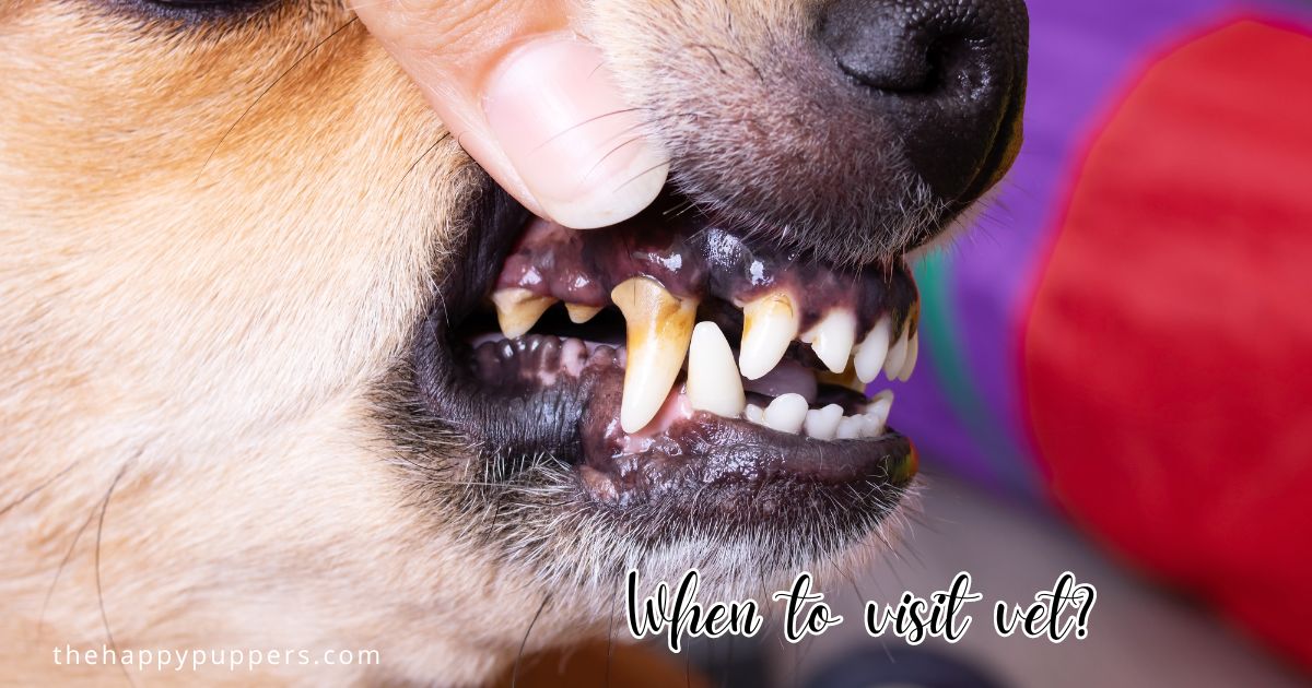 Tooth Abscess In dogs - The Happy Puppers