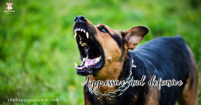 Dog Body Language: A Guide to canine behavior - The Happy Puppers
