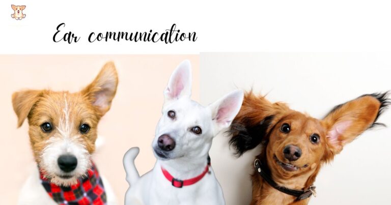 Dog posture: understanding Canine Cues - The Happy Puppers