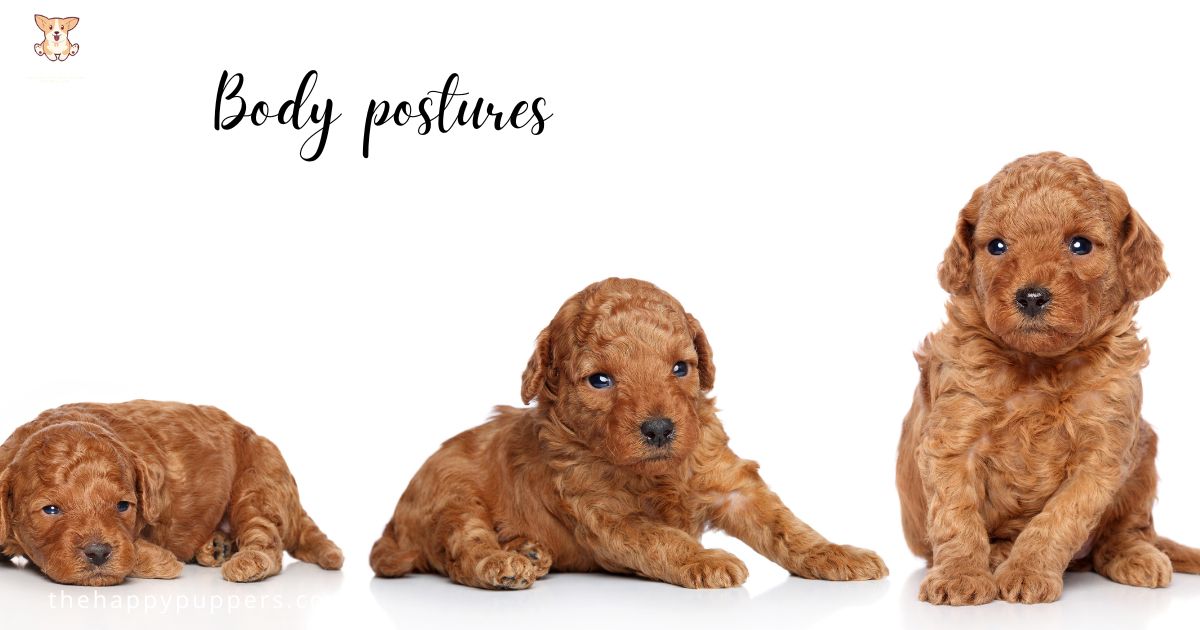 Dog Body Language: A Guide to canine behavior - The Happy Puppers