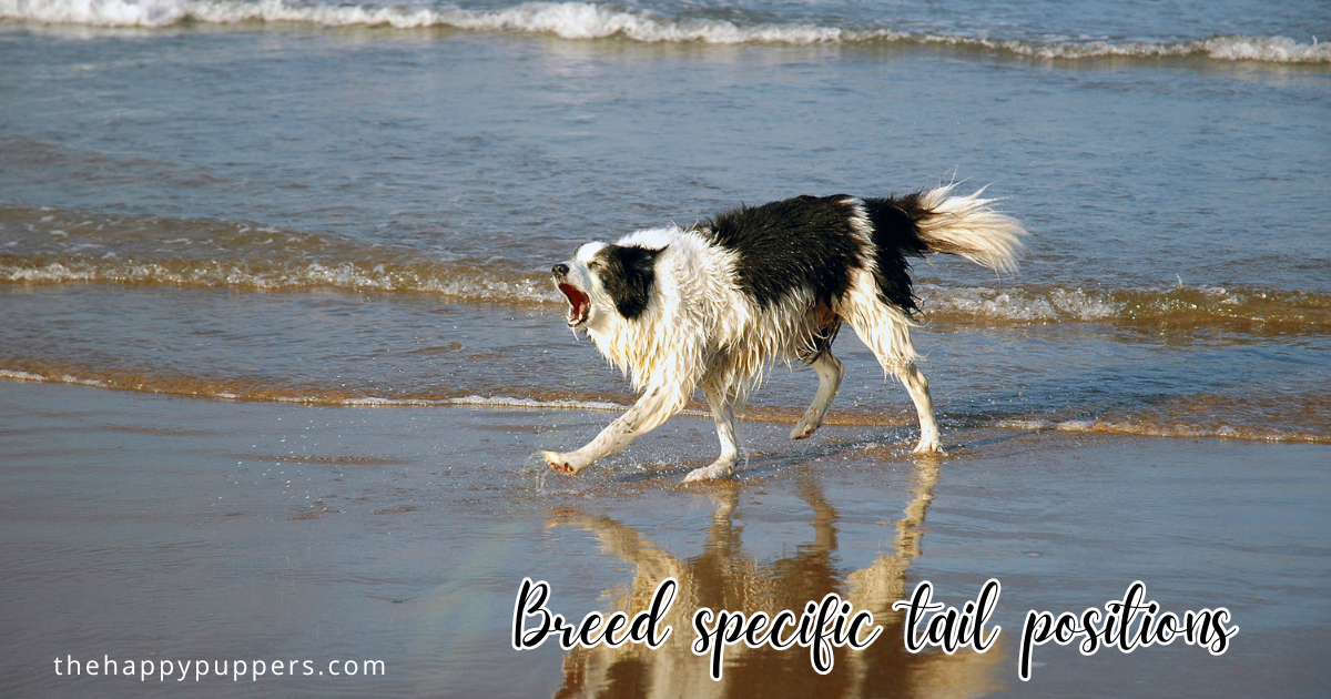 Unlock the Secret Behind Why Do Dogs Wag Their Tails - The Happy Puppers