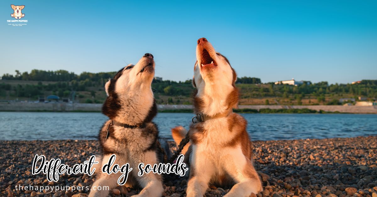 Dog Sounds: Understand Canine Communication - The Happy Puppers