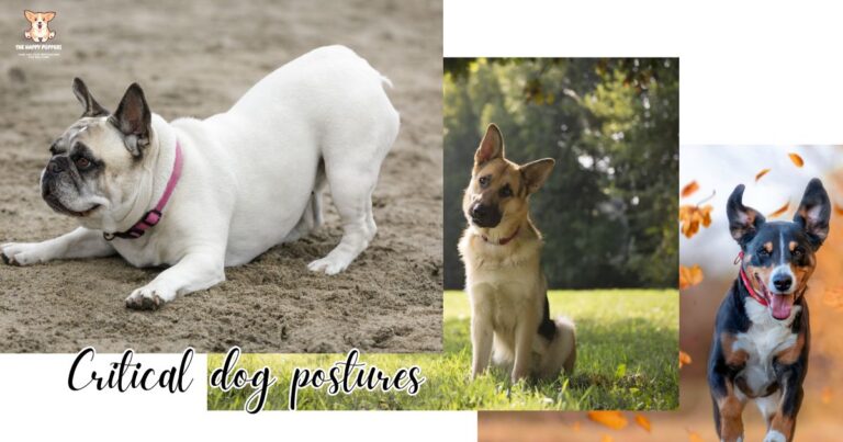 Dog posture: understanding Canine Cues - The Happy Puppers