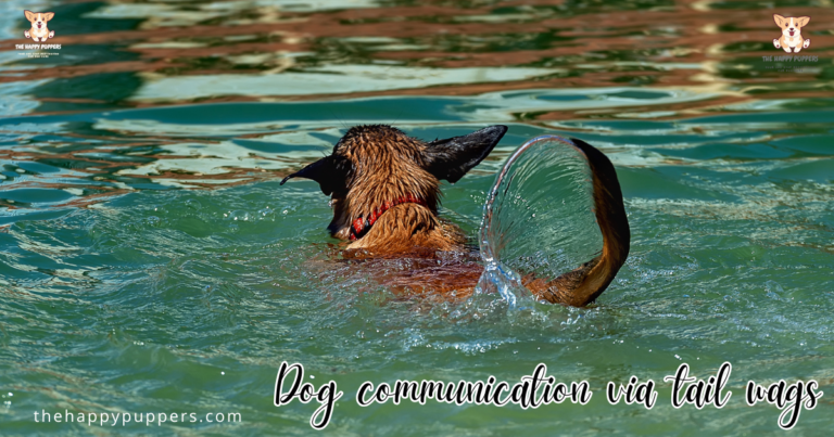 Unlock the Secret Behind Why Do Dogs Wag Their Tails - The Happy Puppers