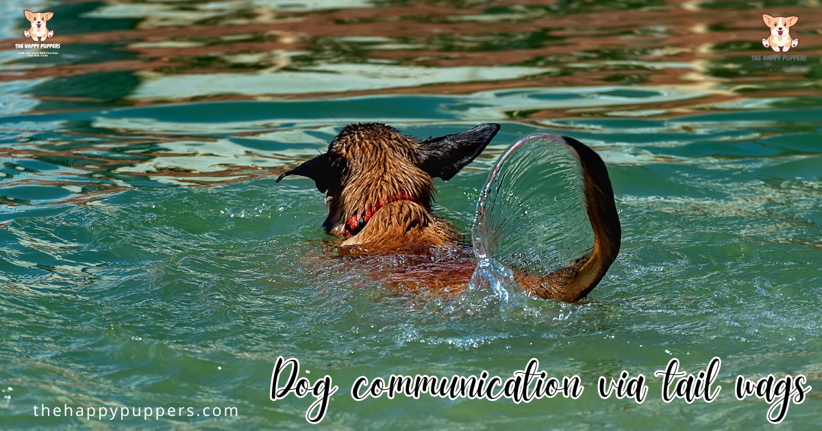 Unlock the Secret Behind Why Do Dogs Wag Their Tails - The Happy Puppers