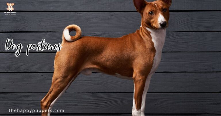 Dog posture: understanding the canine body language - The Happy Puppers