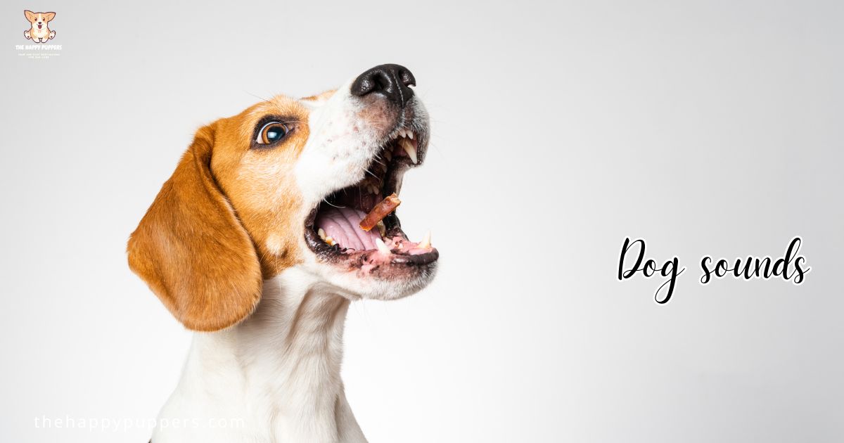 Dog Sounds: Understand Canine Communication - The Happy Puppers