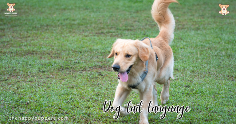 Unlock the Secret Behind Why Do Dogs Wag Their Tails - The Happy Puppers
