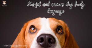 Dog Body Language: A Guide to canine behavior - The Happy Puppers