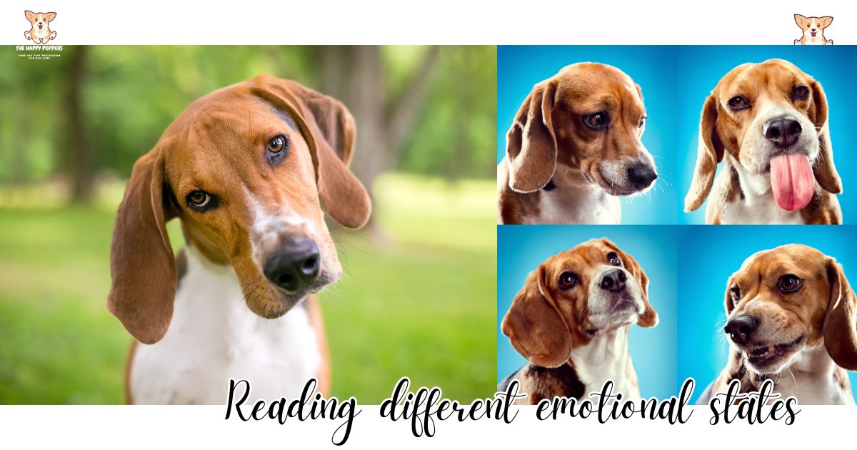 Dog Body Language: A Guide to canine behavior - The Happy Puppers