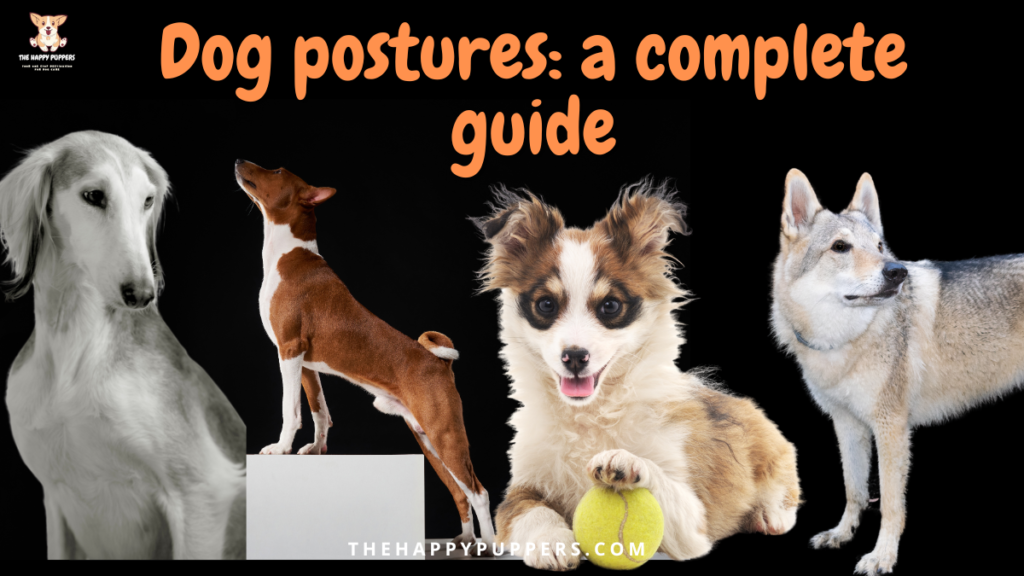 Dog posture: understanding the canine body language - The Happy Puppers