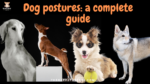 Dog posture: understanding Canine Cues - The Happy Puppers