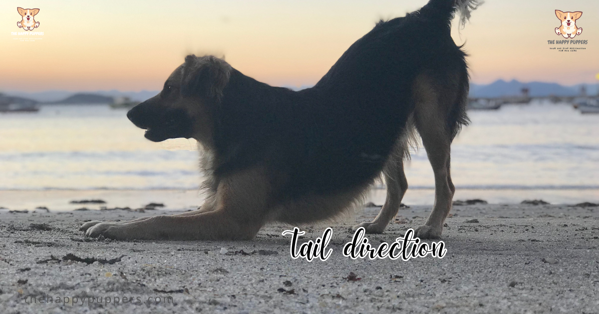 Why Do Dogs Wag Their Tails? - The Happy Puppers