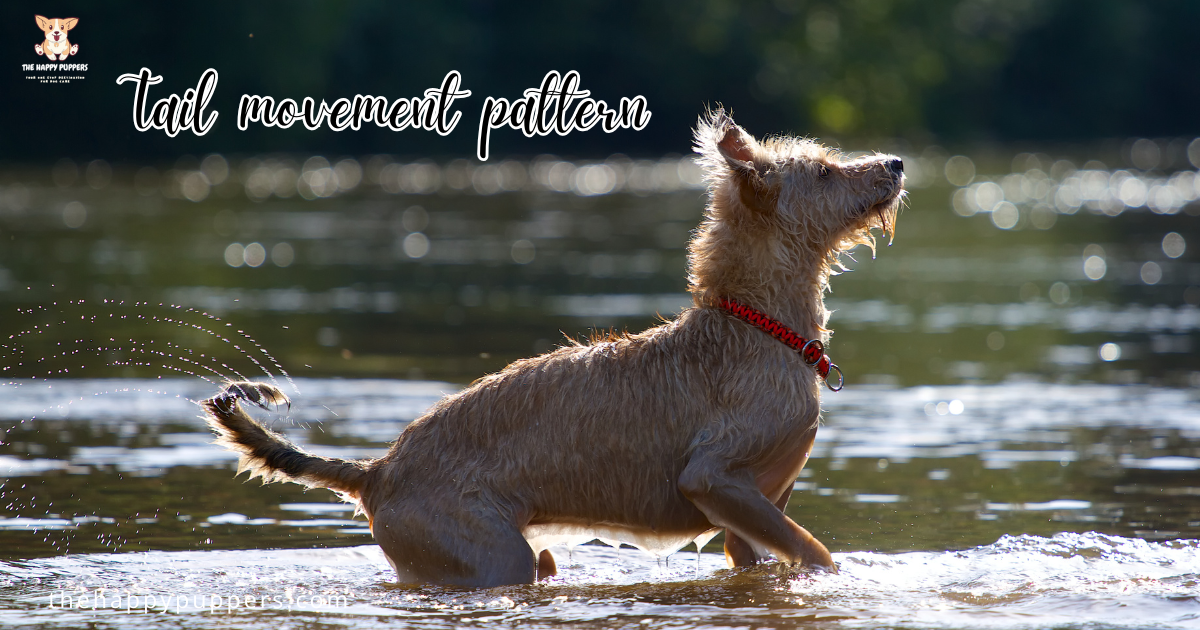 Why Do Dogs Wag Their Tails? - The Happy Puppers