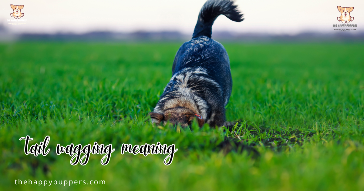 Unlock the Secret Behind Why Do Dogs Wag Their Tails - The Happy Puppers