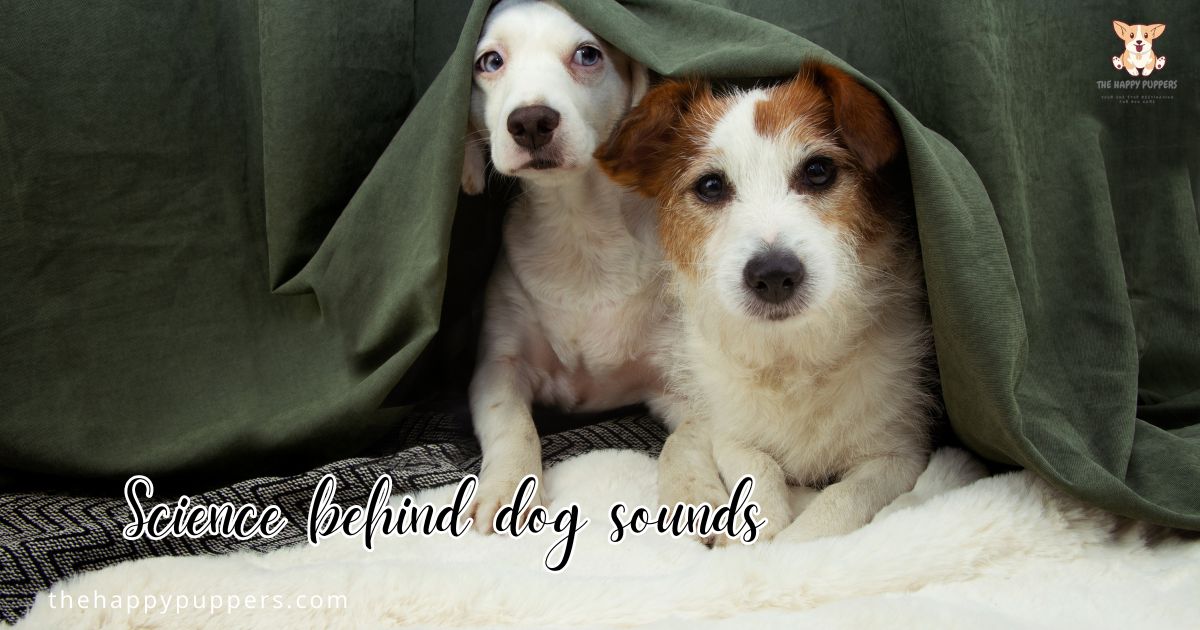 Dog Sounds: Understand Canine Communication - The Happy Puppers