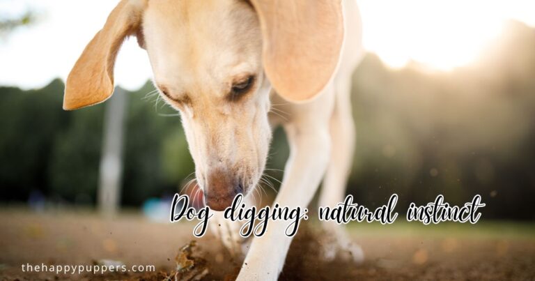 Dog Digging: Stop Destructive Digging - The Happy Puppers